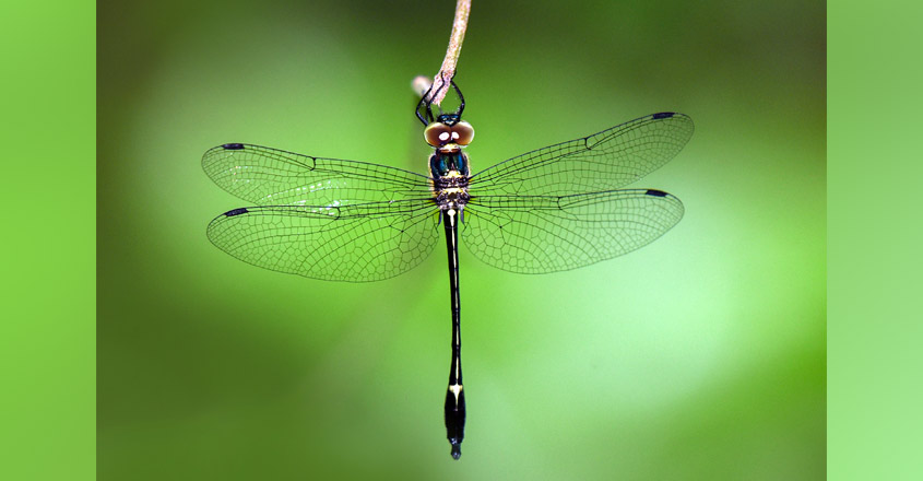 കോവിഡിനു മുകളിൽ പാറിപ്പറന്ന തുമ്പികൾ