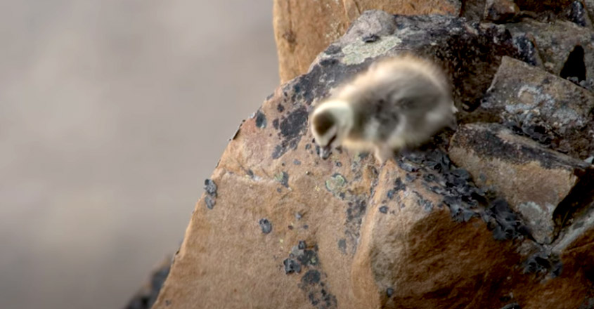 ജനിച്ചുവീണയുടൻ ജീവൻ നിലനിർത്താനുള്ള അതിസാഹസം: പാറക്കൂട്ടങ്ങളിൽ നിന്ന് ...