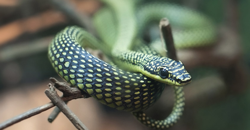 വായുവിലൂടെ തെന്നിനീങ്ങുന്ന ‘പറക്കും പാമ്പുകൾ’; ഉത്തരം കണ്ടെത്തി ഗവേഷക ...