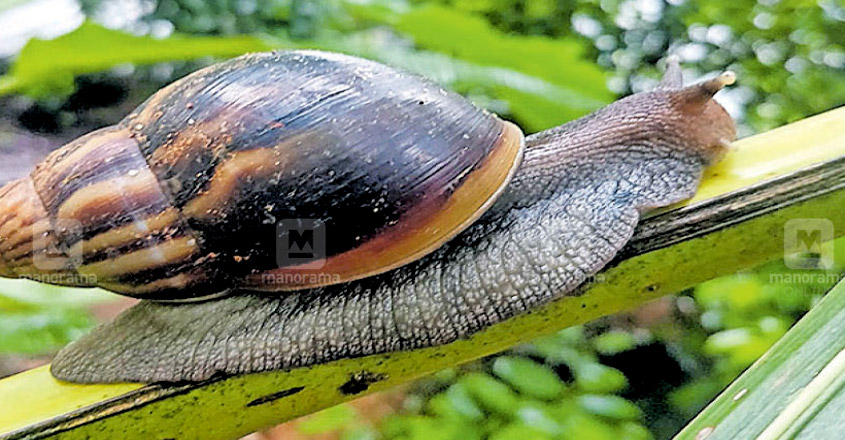 മണ്ണിനടിയിൽ മൂന്നു വർഷം വരെ പതുങ്ങിയിരിക്കും, 5 മുതൽ 10 വർഷം വരെ ...