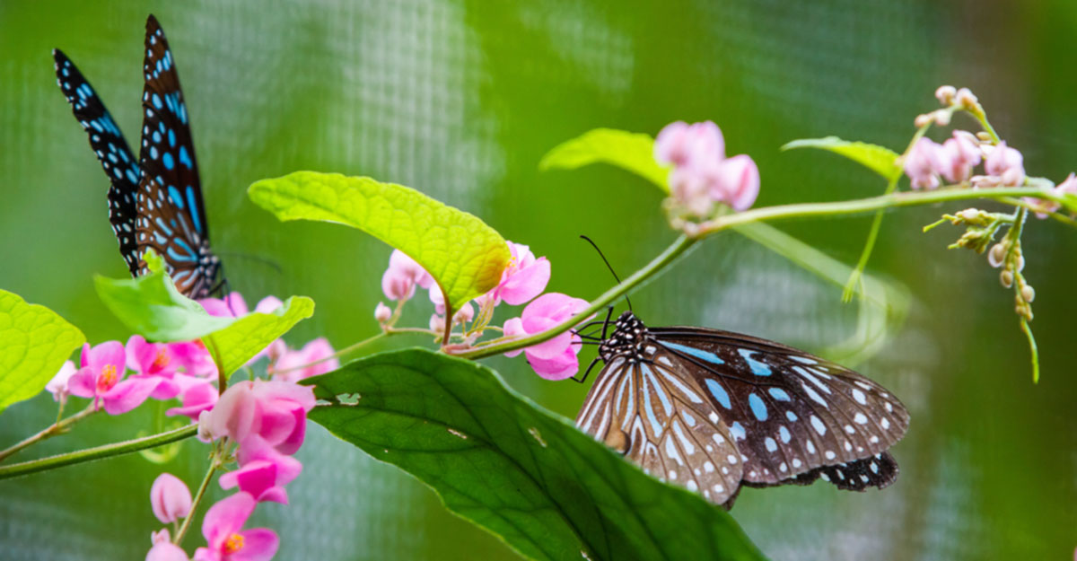 ചിത്രശലഭ ദേശാടനം നേരത്തെ തുടങ്ങി; കാടുകൾ കീഴടക്കി കരിനീലക്കടുവ, കാരണം ...