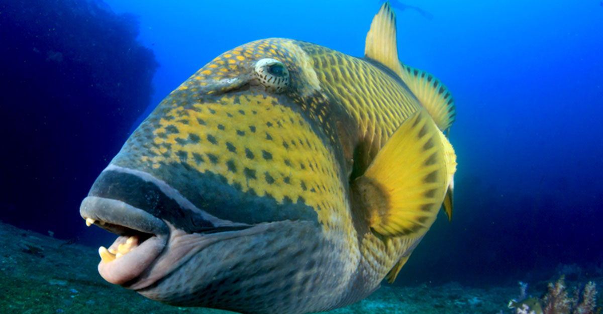 മണലിലൂടെ തെന്നി നീങ്ങും ;വെള്ളത്തിൽ മാത്രമല്ല കരയിൽ കയറിയും ...