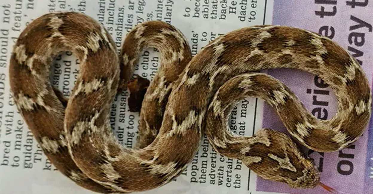 കപ്പൽ കയറി ഇംഗ്ലണ്ടിലെത്തിയത് ഉഗ്രവിഷമുള്ള ചുരുട്ടമണ്ഡലി|snake ...