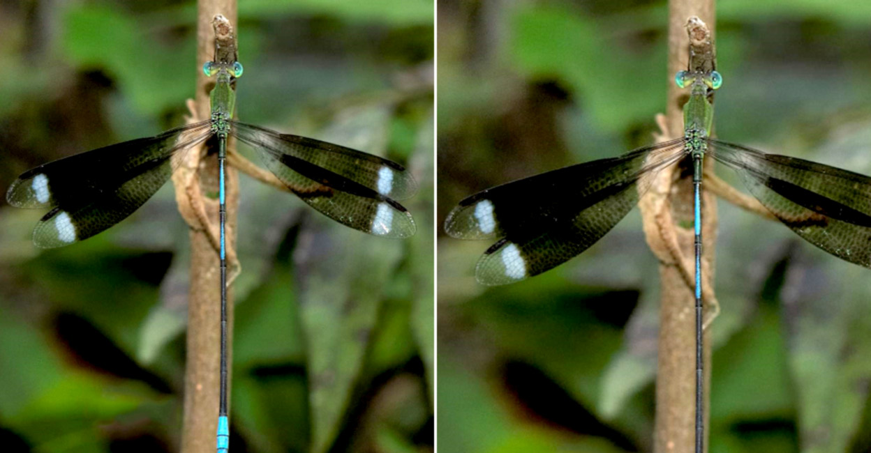 അസമിൽ മലയാളി സംഘം കണ്ടെത്തിയത് അപൂർവയിനം സൂചിത്തുമ്പിയെ! | A rare ...