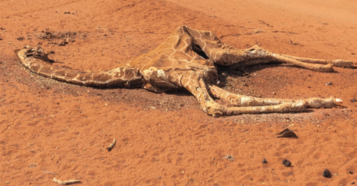 വെള്ളം തേടിയലഞ്ഞു, കൂട്ടത്തോടെ ചത്തുവീണത് 6 ജിറാഫുകൾ, നൊമ്പരക്കാഴ്ച ...