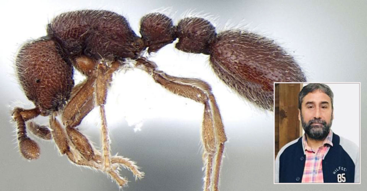 കേരളത്തിൽ കണ്ടെത്തിയത് പ്രാചീന ഉറുമ്പ് വംശത്തെ; ജോഷി ഉറുമ്പുകൾ അപൂർവം ...