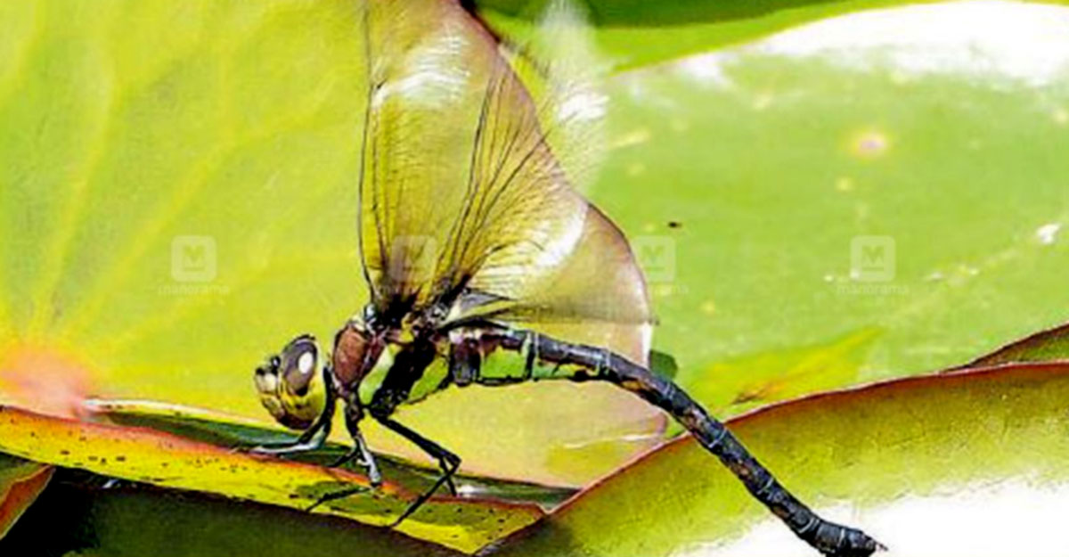 മാർട്ടിൻ സന്ധ്യാരാജൻ, കരിമ്പച്ച നിഴൽ തുമ്പി; സഹ്യാദ്രി‍യിൽ നിന്ന് ...