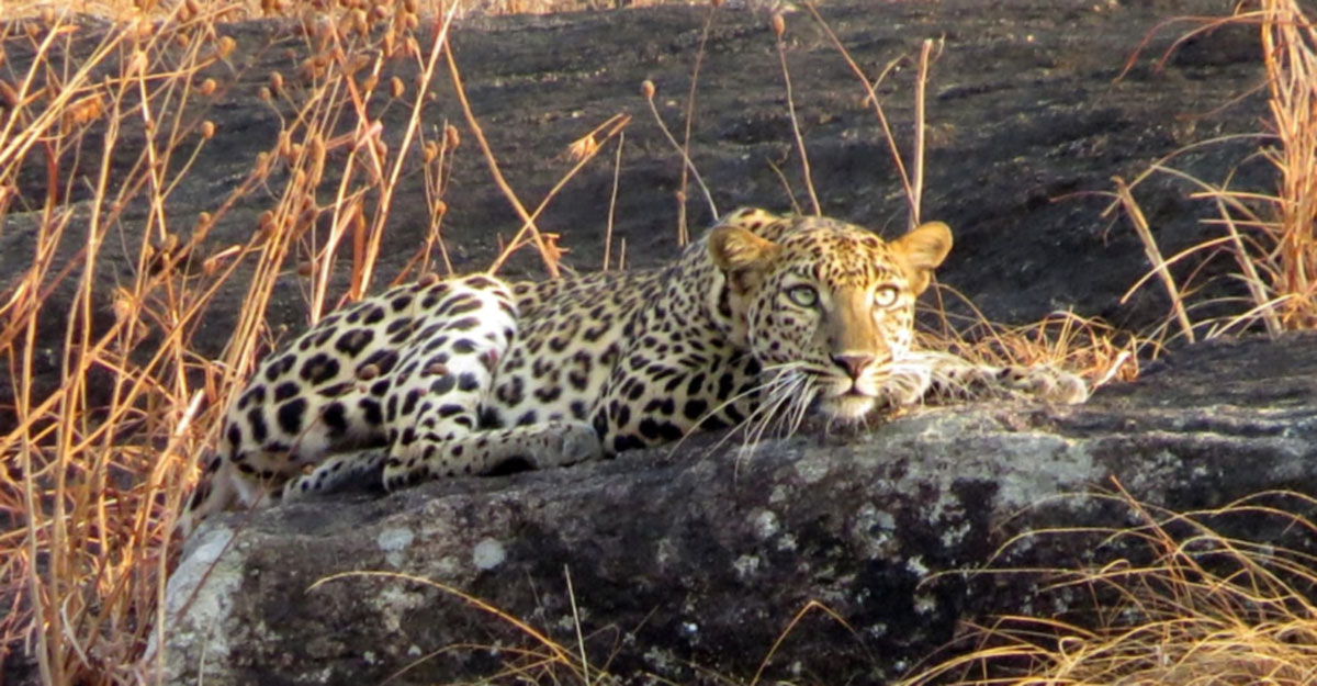 ആക്രമിക്കാനൊരുങ്ങി മുരൾച്ചയോടെ പുലികൾ; ശ്വാസമടക്കി പുൽമേട്ടിൽ ആ ...