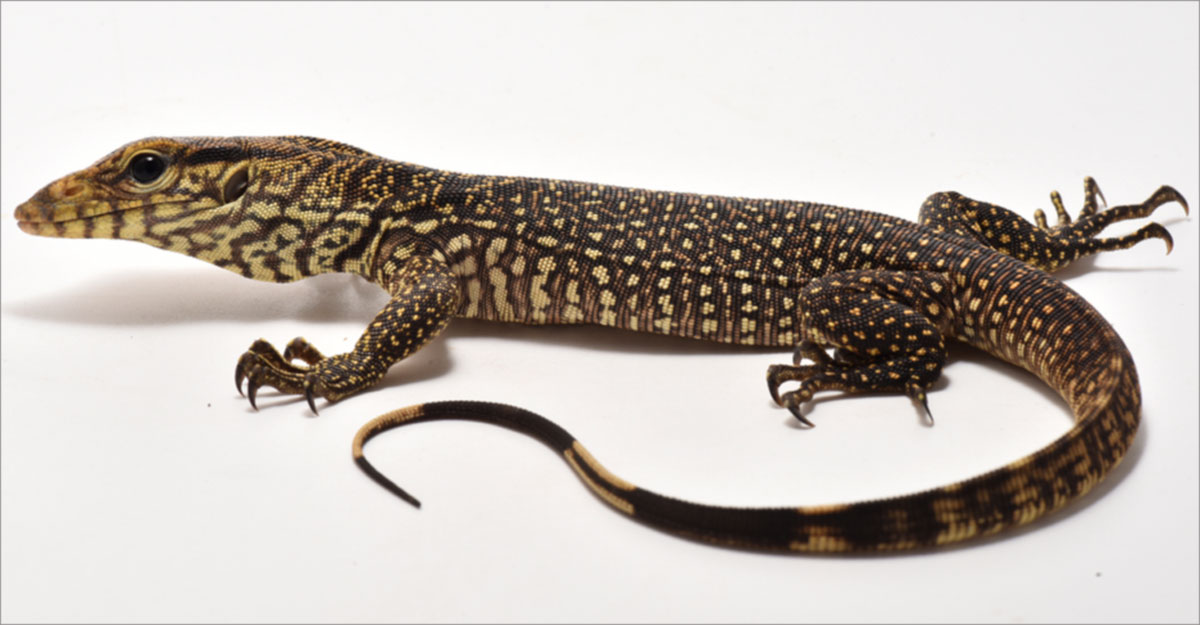 സ്വർണ നിറമുള്ള പുള്ളികളും വരകളും, വീട്ടുവളപ്പിൽ കണ്ടത് പൊന്നുടുമ്പിന്റെ ...