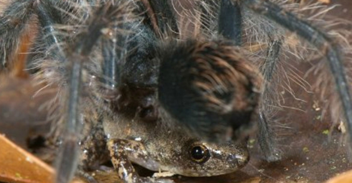 തവളകളെ സംരക്ഷിക്കുന്ന വിഷ ചിലന്തികള്‍; ജന്തുലോകത്തെ അപൂർവ ...