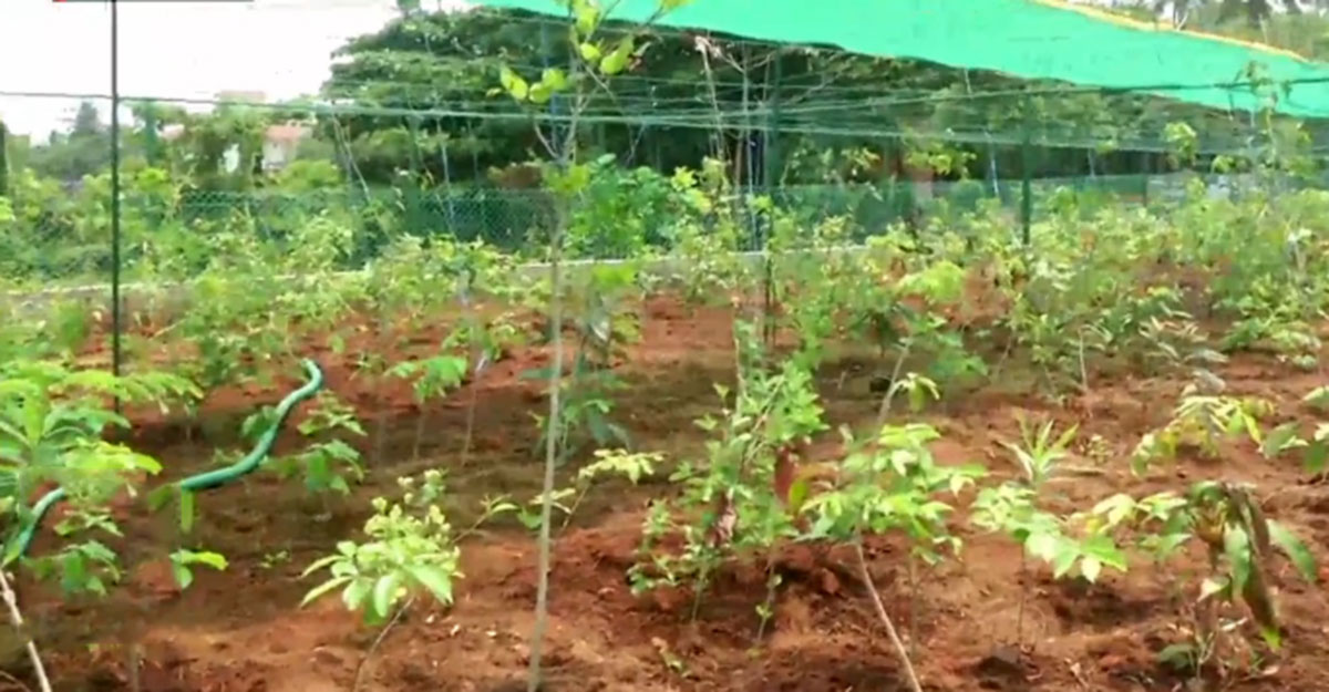 മൂന്ന് വര്‍ഷം കൊണ്ട് മിയാവാക്കി മാതൃകാവനം; പ്രദേശത്ത് തണല്‍വിരിക്കുക ...