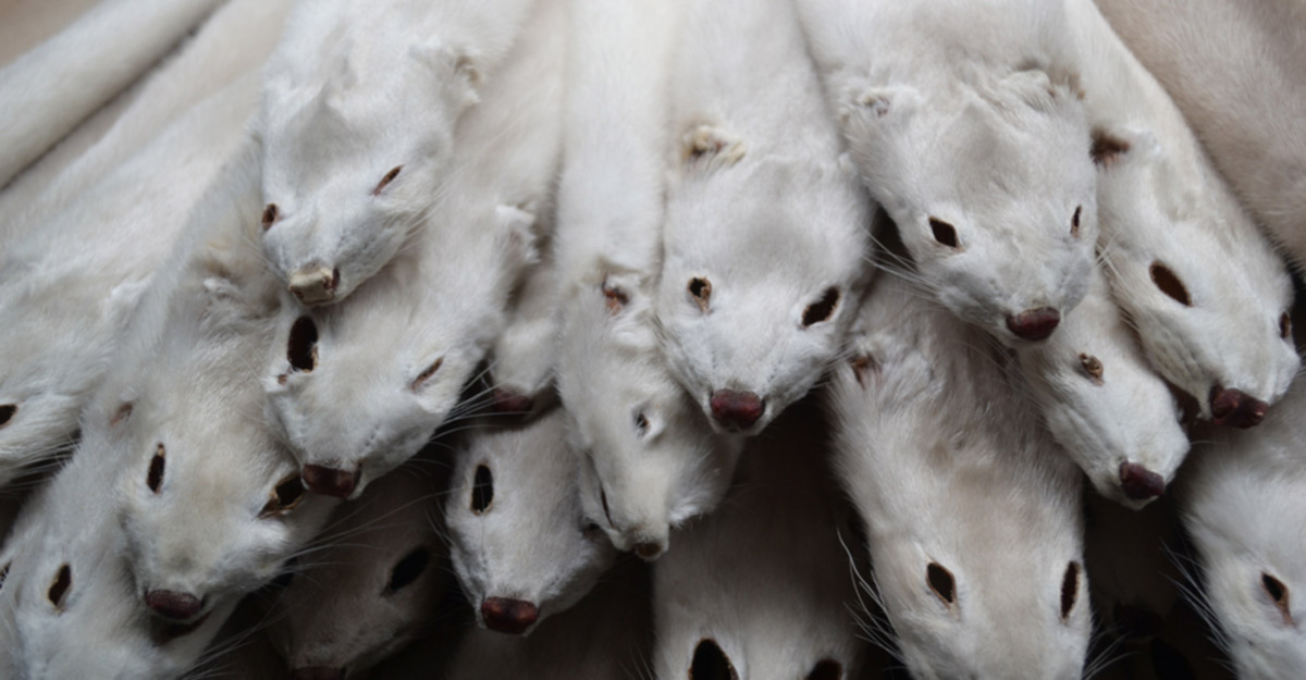 ‘മിങ്ക്’ പ്രേതങ്ങൾ റോക്കറ്റ് പോലെ മുകളിലേക്ക്; തുരന്നെടുത്ത് ...