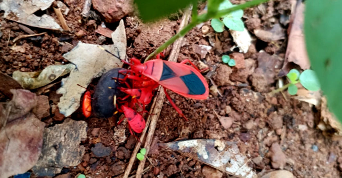 ഈ ജീവിയെ നിങ്ങളുടെ നാട്ടിൽ എന്തു വിളിക്കും? നൂറിലേറെ പേരുക ...