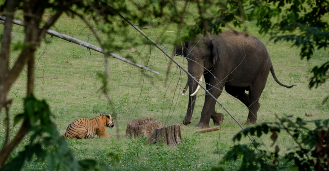 ജൈവവൈവിധ്യമെന്നാൽ ആനയും കടുവയും മാത്രമല്ല: ഡോ.പി.ഒ നമീർ | Biodiversity ...