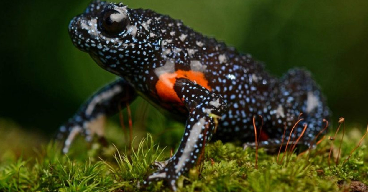 ഗ്യാലക്സി ഫ്രോഗ്: മലയാളി ഗവേഷകന്‍ കണ്ടെത്തിയത് വംശനാശ ഭീഷണി നേരിടുന്ന ...