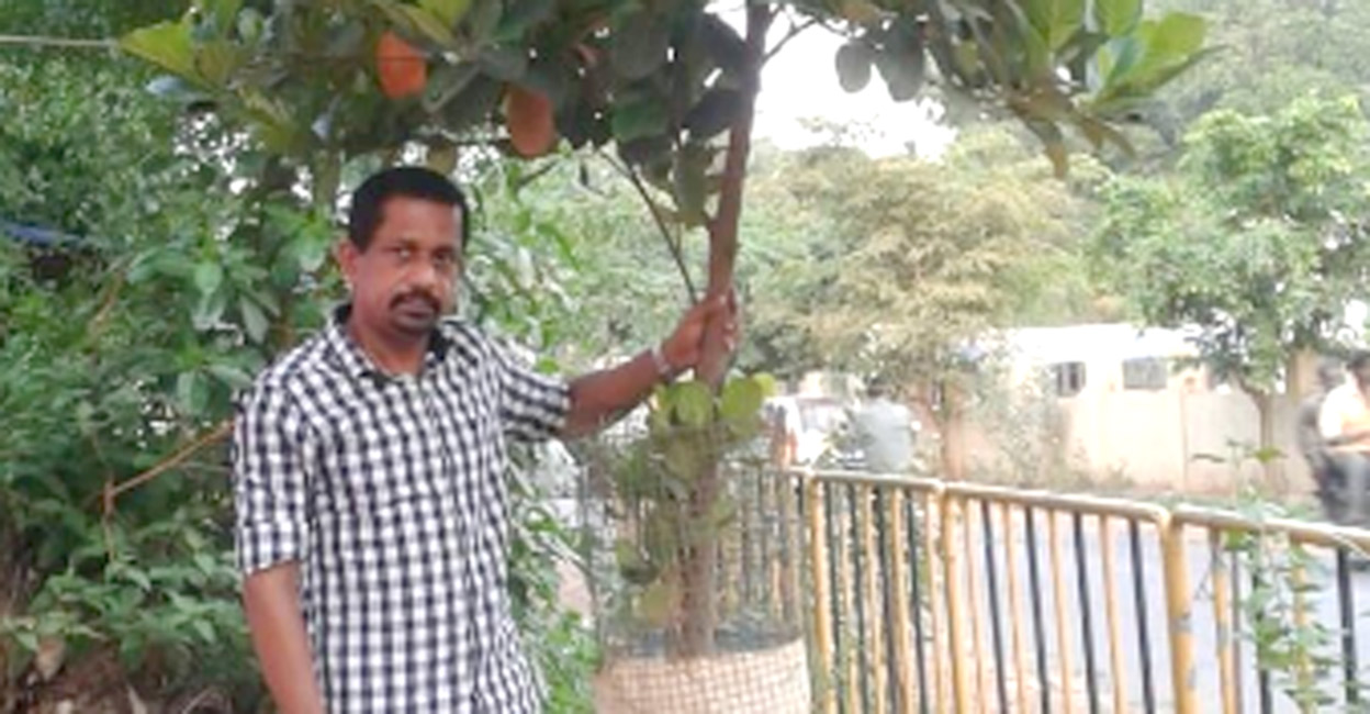 കാടൊരുങ്ങട്ടെ കണ്മുന്നിൽ... പഴമയിൽനിന്നു ;പുതുമയിലേക്ക് വിതൈപന്തെറിഞ്ഞ് ...