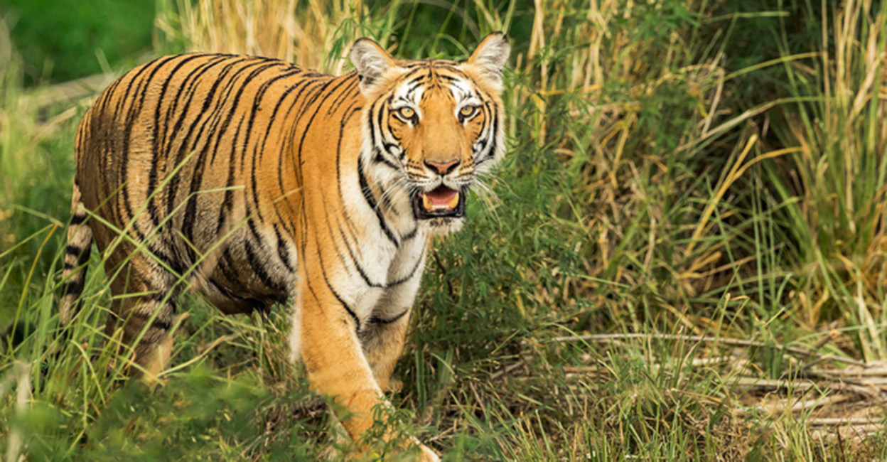 കരുതലിന്റെ കരങ്ങൾ; പത്തനംതിട്ട ജില്ലയിലെ കടുവാസങ്കേതങ്ങൾ | Periyar ...