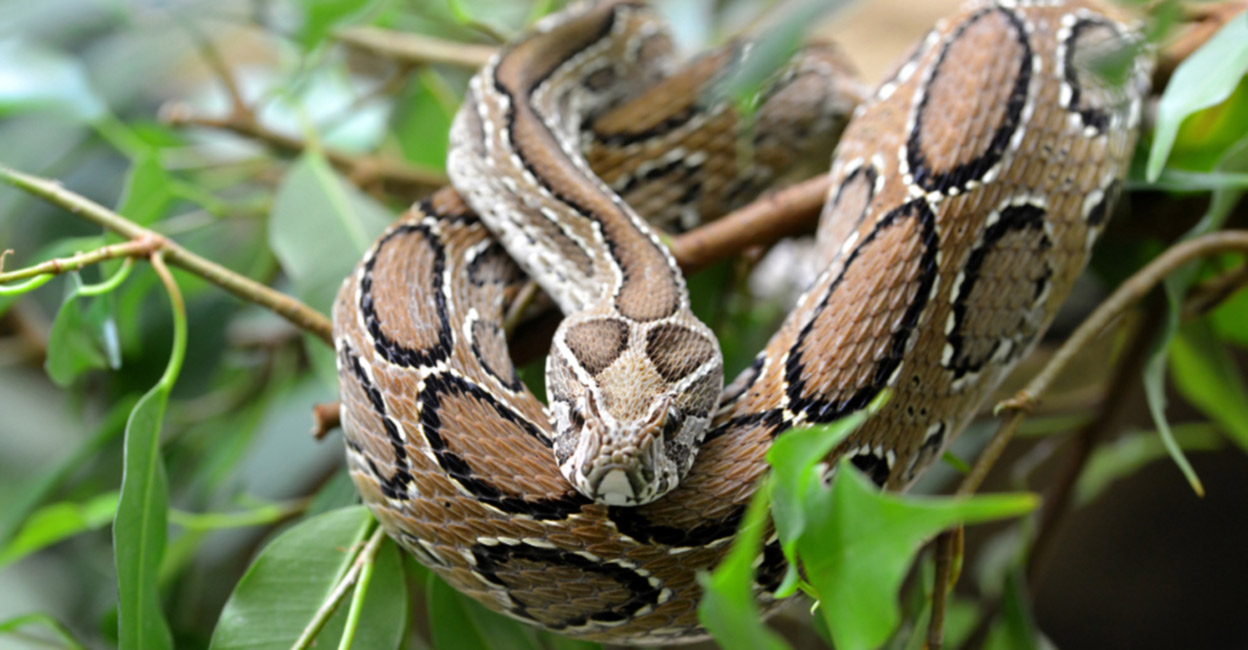 മൂർഖനും വെള്ളിക്കെട്ടനും അണലിയും ചുരുട്ട മണ്ഡലിയും അപകടകാരികൾ; രക്ഷയായി ...