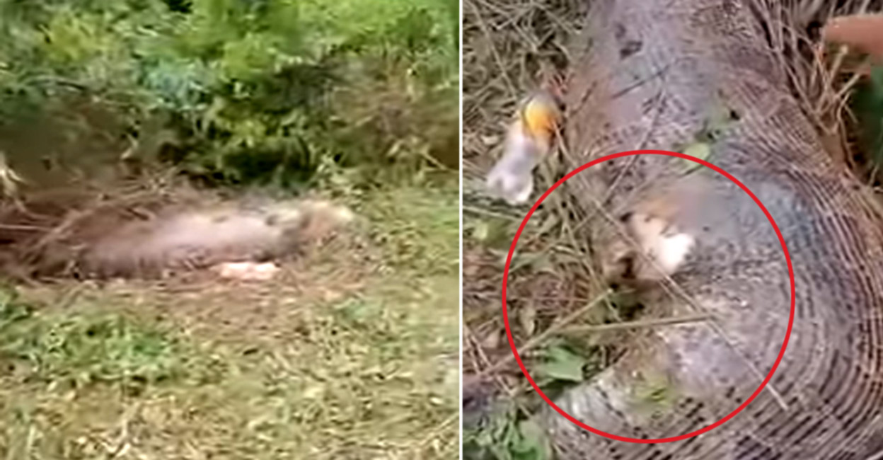 പശുവിനെ ഒന്നോടെ വിഴുങ്ങി; വയറ് പിളർന്ന് ചത്ത് കൂറ്റൻ പെരുമ്പാമ്പ് ...