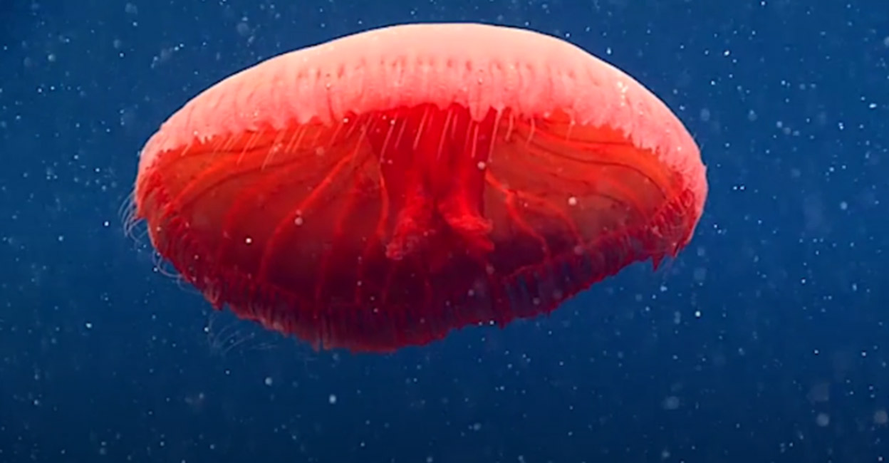 ആഴക്കടലിൽ കണ്ടെത്തിയത് രക്തവര്‍ണമുള്ള ജെല്ലിഫിഷിനെ! | Deep-Sea Footage ...
