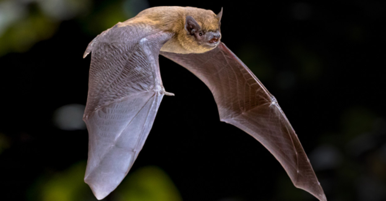 വവ്വാൽ പറന്നത് ലണ്ടനിൽ നിന്നും റഷ്യയിലേക്ക്; റെക്കോർഡ് നേട്ടം | ‘Record ...