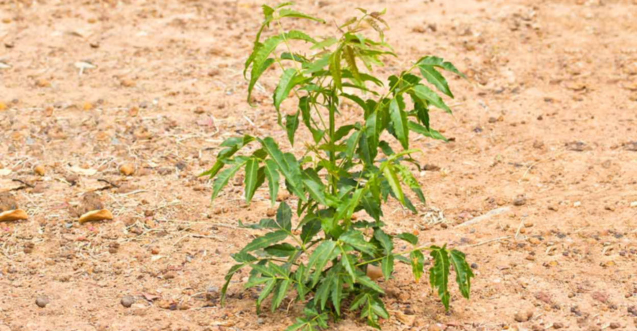 മികച്ച വില നൽകുന്നത് മലവേപ്പിനും കാട്ടുവേപ്പിനും- Distribution of wild ...