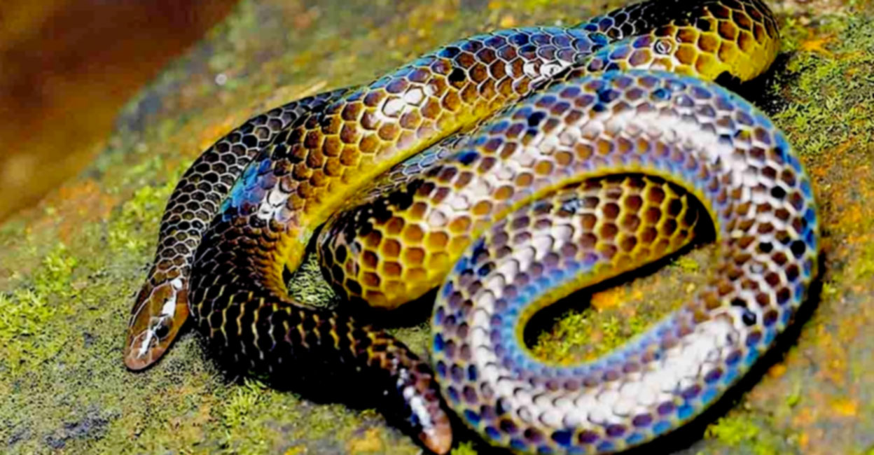 സ്വർണ കവചവാലൻ പാമ്പ് വീണ്ടും കൺമുന്നിൽ; 142 വർഷത്തിന് ശേഷം കണ്ടെത്തിയത് ...