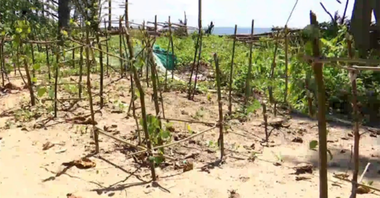 കടലാക്രമണം പ്രതിരോധിക്കാന്‍ ജൈവവേലി; മാതൃകയായി ശ്രീനാരായണപുരം ...