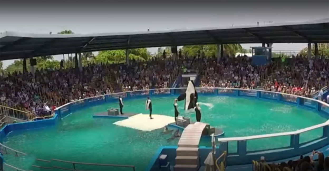 നൽകുന്നത് അഴുകിയ മത്സ്യം, ആഹാരം കിട്ടാതെ ചത്ത് സമുദ്രജീവികൾ; നരകമായി ...