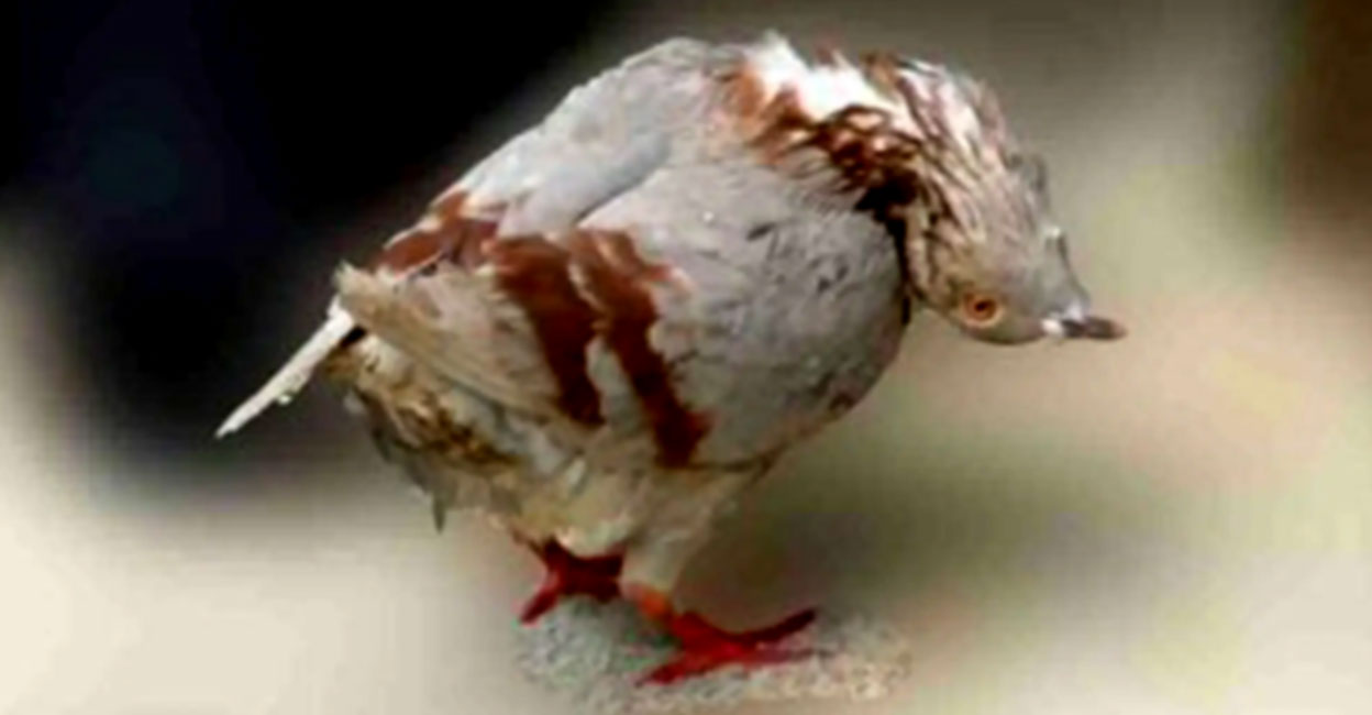 പ്രാവുകളെ സോംബികളാക്കി അജ്ഞാത വൈറസ്; കഴുത്ത് തിരിഞ്ഞ് പക്ഷികൾ - Pigeons ...