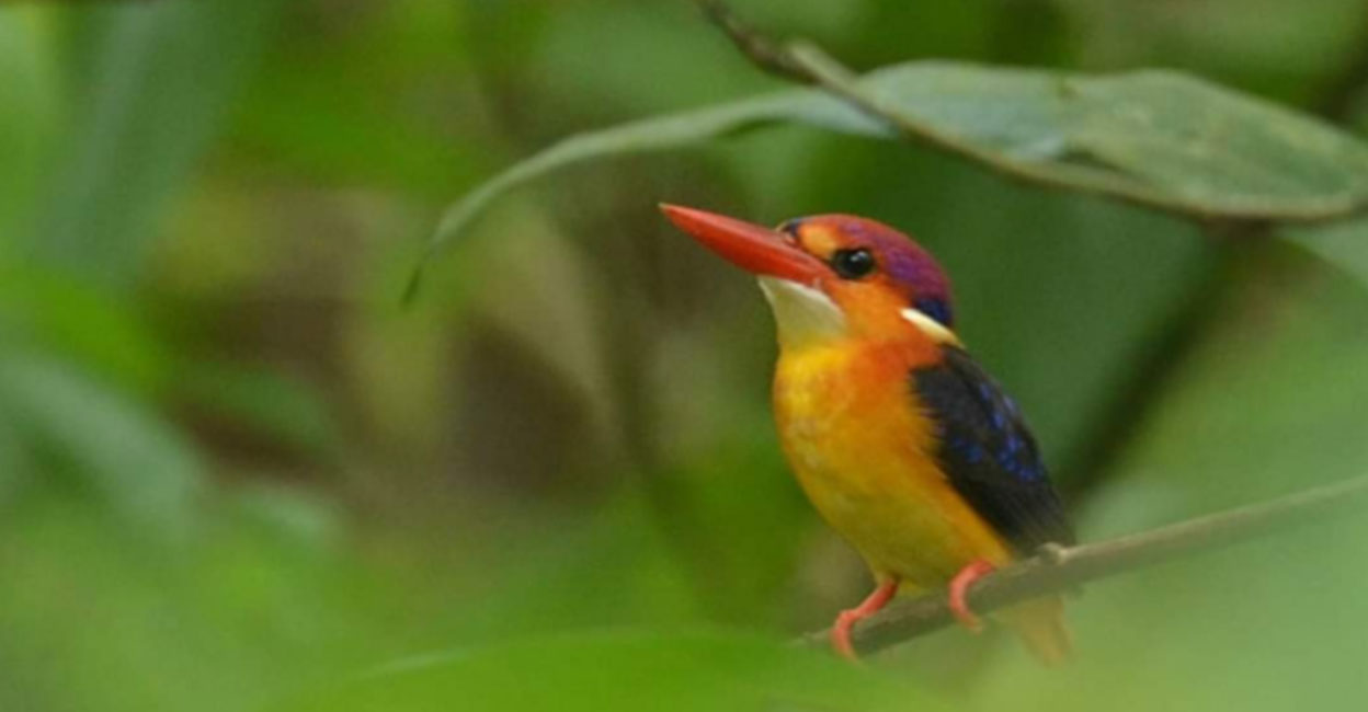 മൂന്നാർ ഫോറസ്റ്റ് ഡിവിഷനിൽ ആദ്യ പക്ഷിസർവേ; രേഖപ്പെടുത്തിയത് 174 ഇനം ...