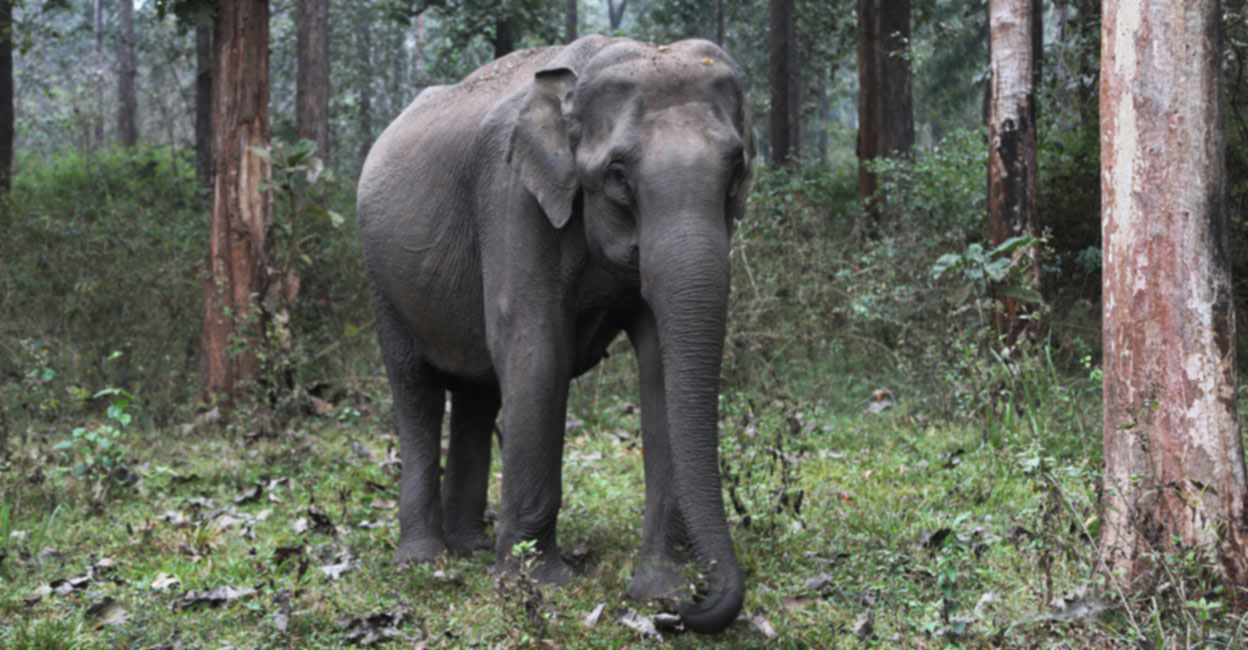 വന്യജീവി വാരാഘോഷം; മുത്തങ്ങയിലെ കുങ്കിയാന പരിശീലന കേന്ദ്രത്തില് ...
