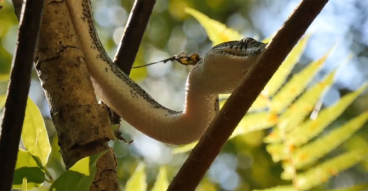 If bitten, death is guaranteed within half an hour, six times stronger ...