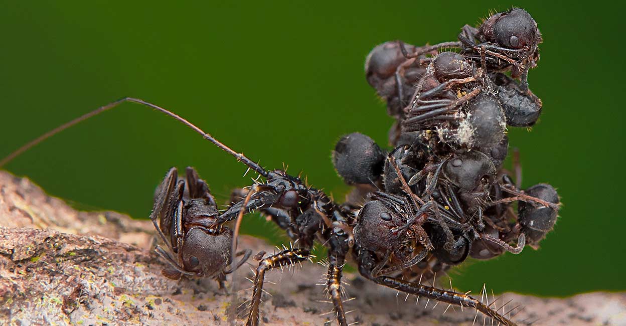 ഇരയെ കൊന്നു ചോര കുടിക്കും, ജഡങ്ങൾ കൊണ്ട് ശരീരം മറയ്ക്കും; വിചിത്ര ...