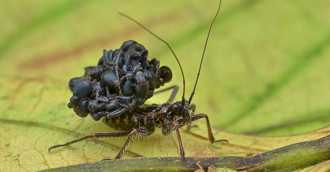ഇരയെ കൊന്നു ചോര കുടിക്കും, ജഡങ്ങൾ കൊണ്ട് ശരീരം മറയ്ക്കും; വിചിത്ര ...