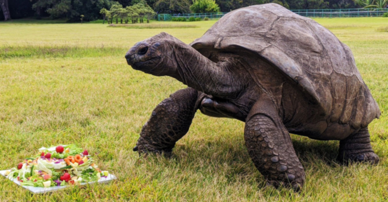 തഗ് ലൈഫ്; കറക്കത്തിന് എമ്മ, 190ന്റെ ചെറുപ്പത്തിൽ ജൊനാഥൻ: അദ്വൈത കൈവിട്ട ...