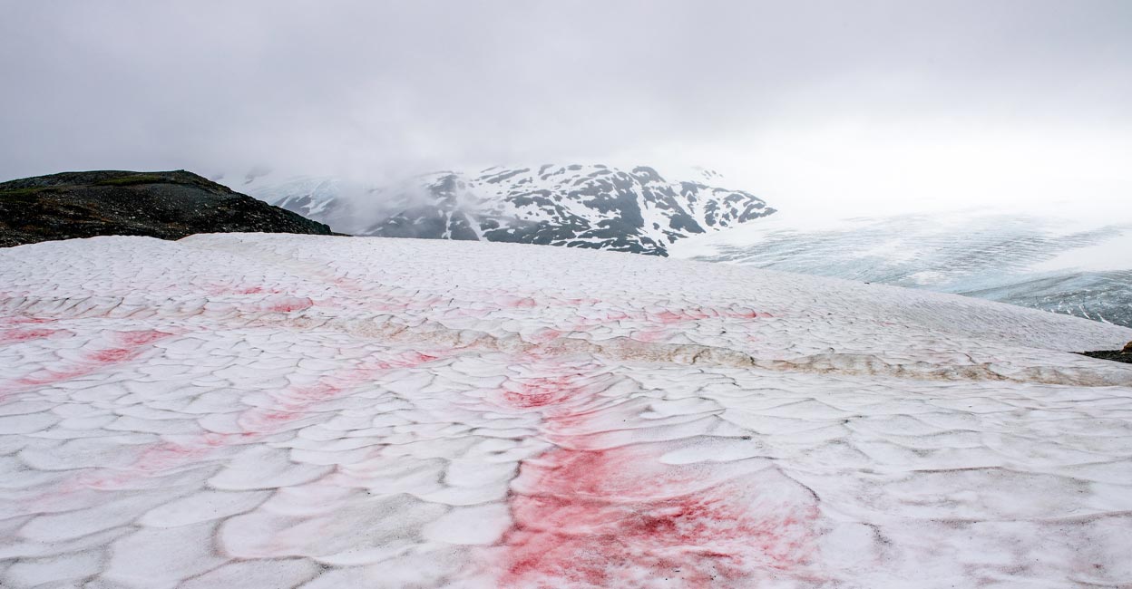 മഞ്ഞുപാളികളിലെ നിഗൂഢ നിറംമാറ്റം; നേരിടേണ്ടി വരിക ഗുരുതരമായ ...