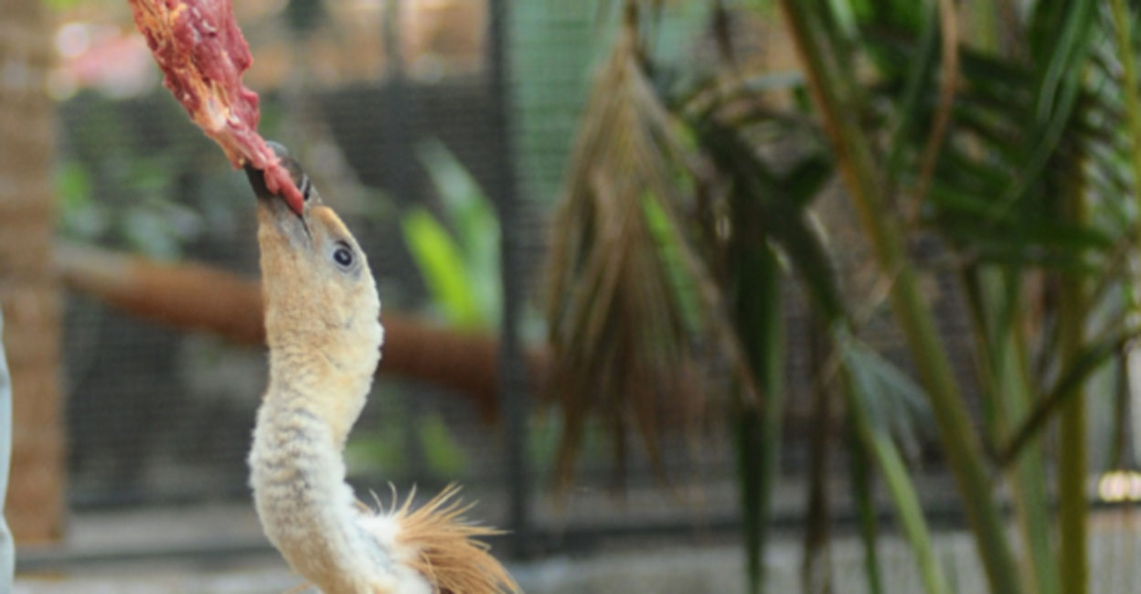 ‘മാർകി’നു വീണ്ടും ഫുൾ മാർക്ക്; വനമിത്ര ജില്ലാതല പുരസ്കാരം സംഘടനയ്ക്ക് | Malabar Awareness and ...