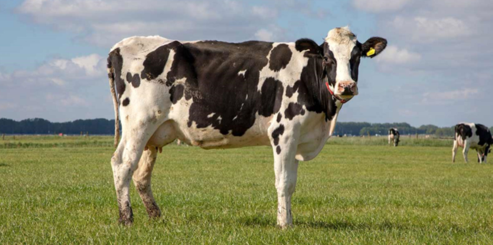 ഗോമൂത്രത്തിൽ അപകടകാരികളായ ബാക്ടീരിയ; മനുഷ്യ ഉപഭോഗത്തിന് പറ്റില്ല: പഠനം ...