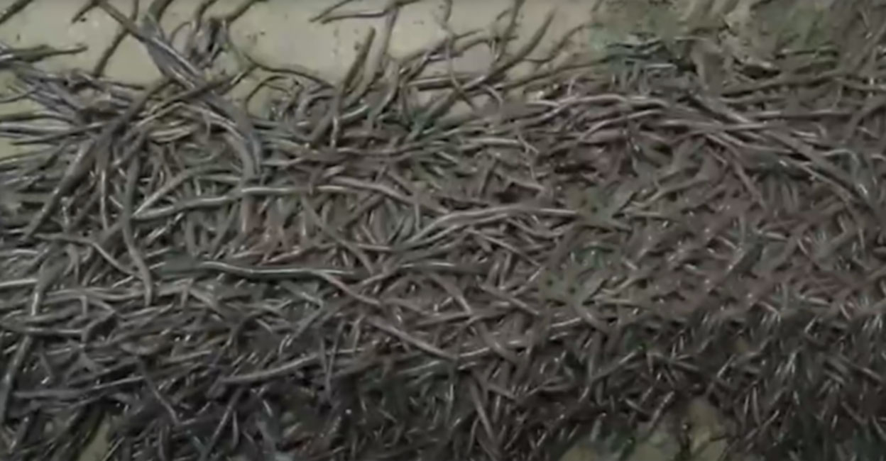 മഴയ്ക്കു പിന്നാലെ തായ്‌ലൻഡിൽ സംഭവിച്ചത് മണ്ണിര പ്രളയം, അമ്പരന്ന് ...