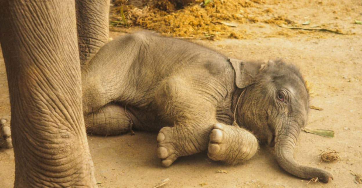 ആനക്കുട്ടിയുടെ ജഡവുമായി ഒരാഴ്ചയിലേറെയായി അലയുന്ന പിടിയാന | Asian ...