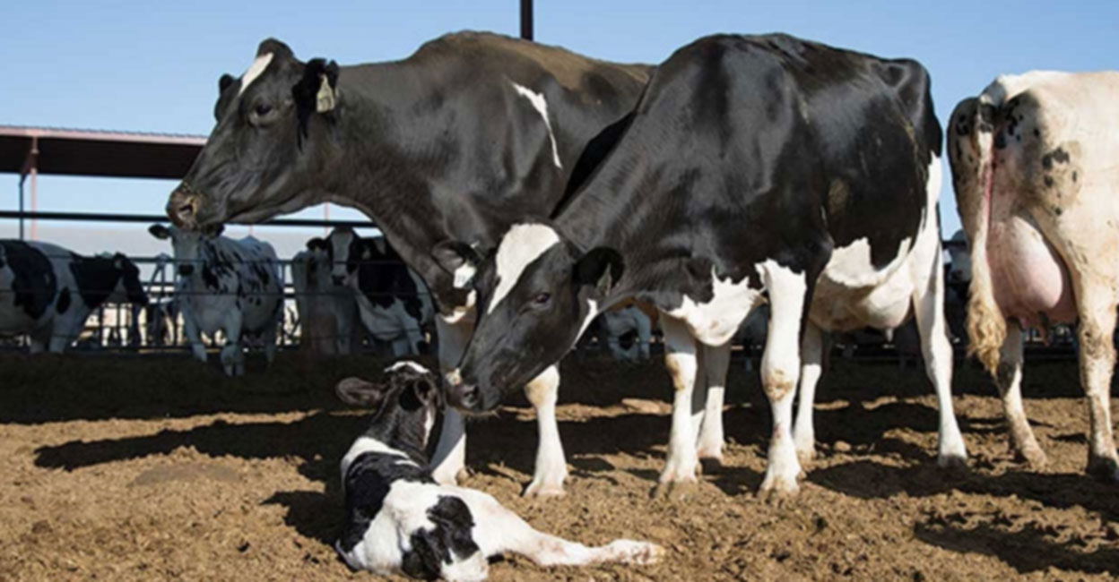 പശുക്കളുടെ ഏമ്പക്കത്തിൽ നിന്നുള്ള മീഥെയ്ൻ, സ്പേസിൽ നിന്നു കണ്ടെത്തി ...