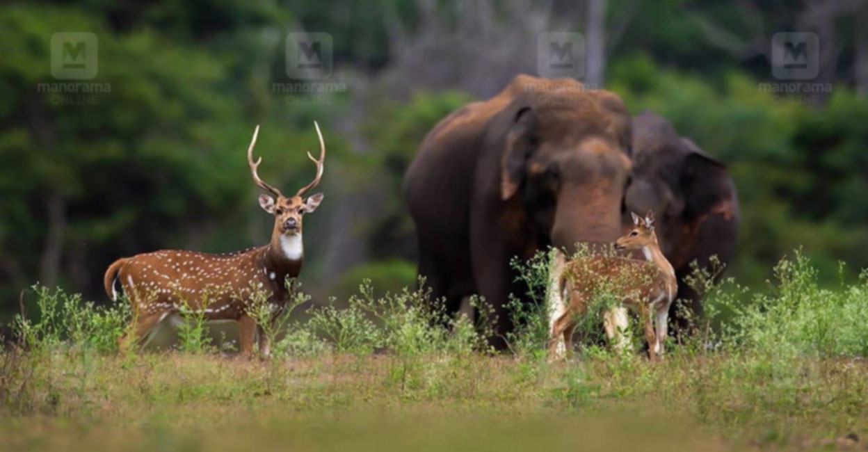 കബനിയുടെ പുത്രൻ യാത്രയായി; വന്യജീവി ഫൊട്ടോഗ്രാഫറുടെ ഓർമകളിൽ മിസ്റ്റ ...
