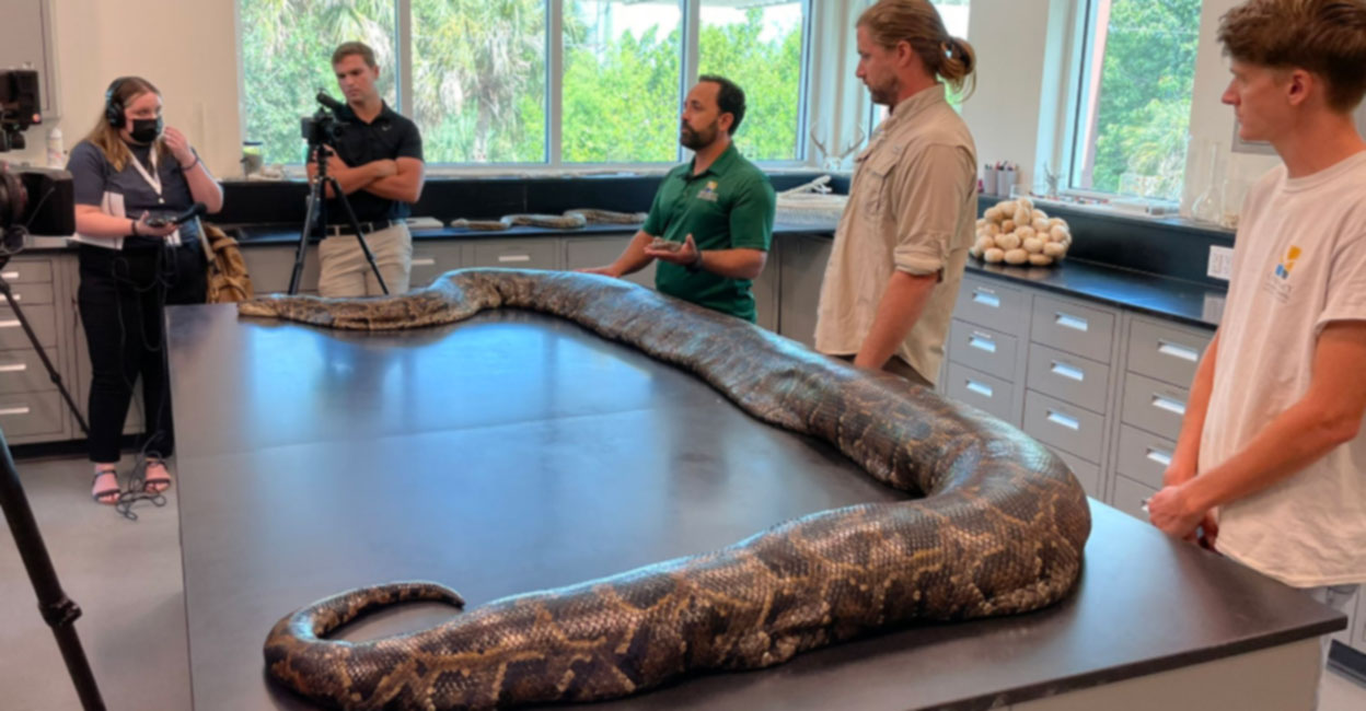 98 കിലോ ഭാരം, 18 അടി നീളം,പിടിയിലായത് ഏറ്റവും വലിയ പെരുമ്പാമ്പ് ...