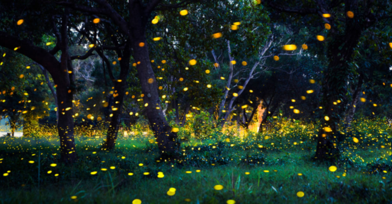 പ്രകാശം പരത്തുന്ന മിന്നാമിനുങ്ങുകൾ പ്രതിസന്ധിയിൽ; കാരണം കൃത്രിമ പ്രകാശം ...