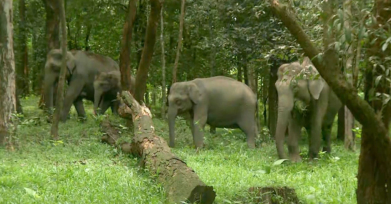 മണ്‍സൂണില്‍ വയനാടൊരു സുന്ദരി; കോടമഞ്ഞും മഴയും പുണരുന്ന ട്രെക്കിങ് ...