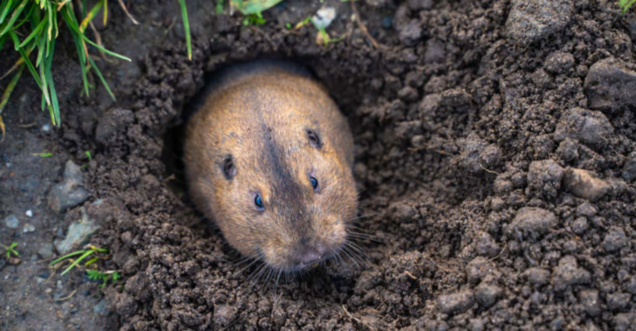 മണ്ണിനടിയിലെ ആരുമറിയാത്ത കൃഷിക്കാര്‍; കണ്ടെത്തലിൽ അമ്പരന്ന് ഗവേഷക ...