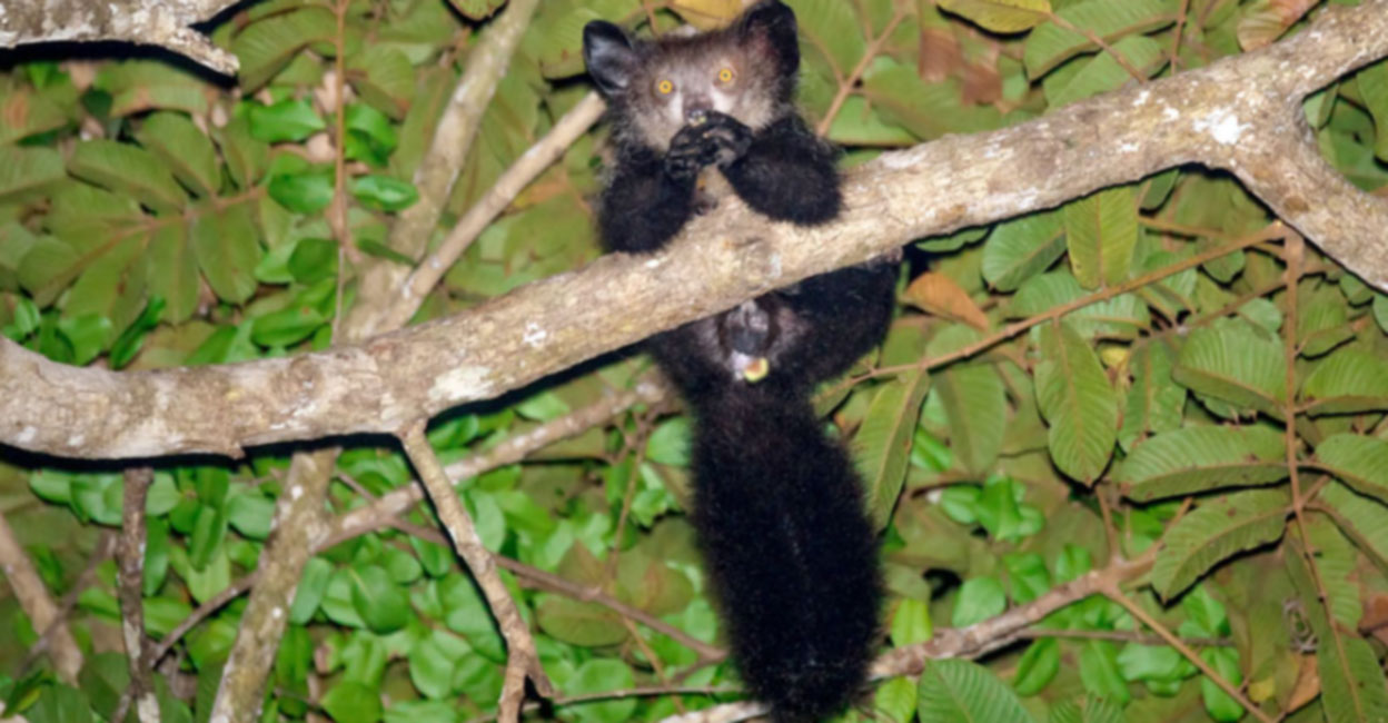 മരണദൂതൻ, ഹൃദയം തുളച്ച് ചോര കുടിക്കും; ഗ്രാമം മുഴുവൻ ഭയപ്പെടുന്ന ‘നിഗൂഢ ...