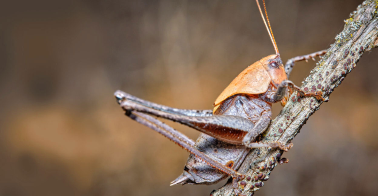 യുഎസിൽ മഴപോലെ ചീവീടുകൾ: കൃഷിയിടങ്ങൾ നാശ ഭീഷണിയിൽ - ‘Biblical’ swarms of ...