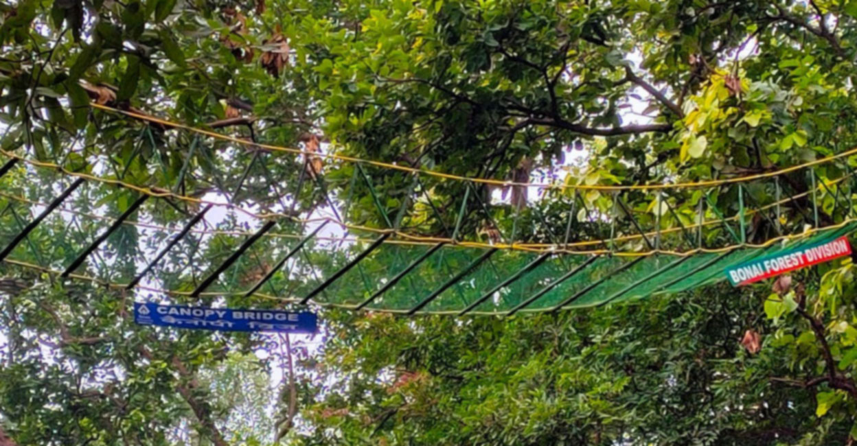 ഒഡീഷയിൽ കുരങ്ങൻമാർക്കായി ഒരു പാലം! പൂർത്തീകരിച്ചത് സ്റ്റീൽ അതോറിറ്റി ...